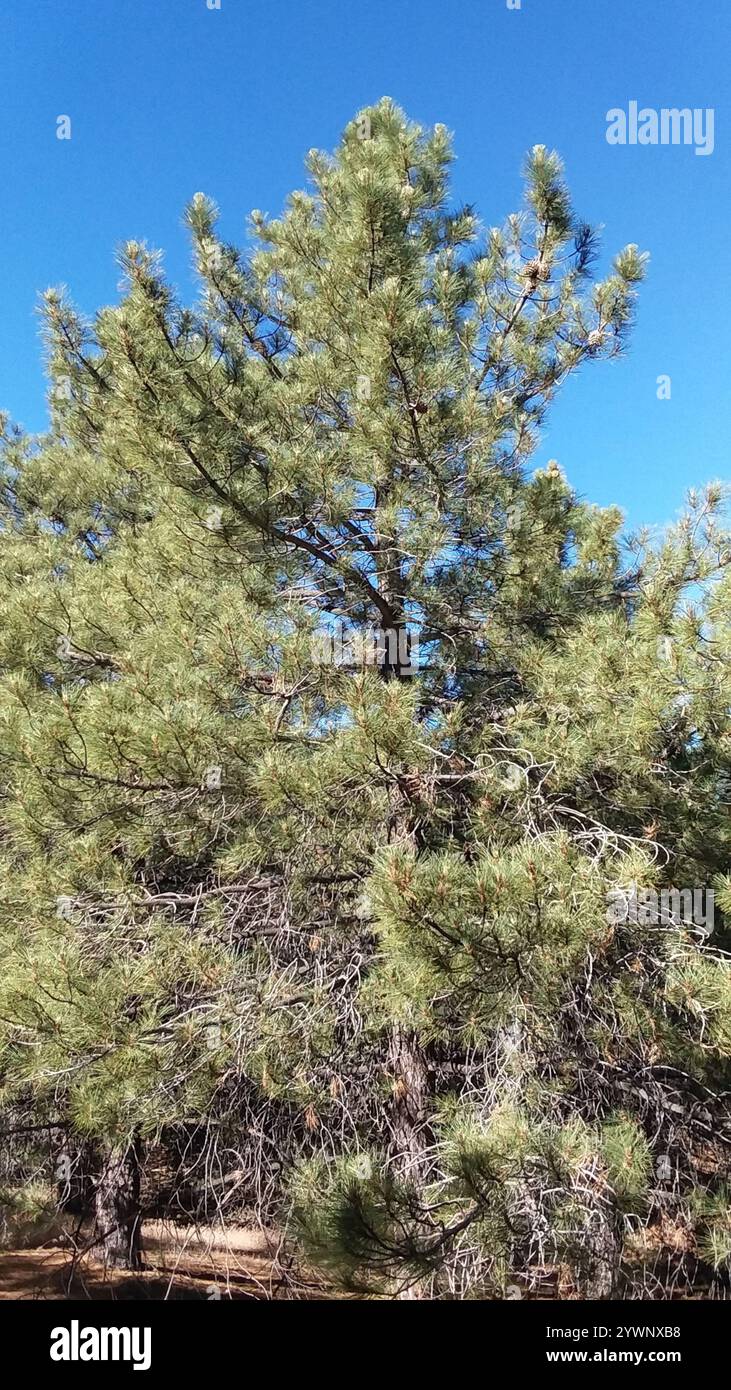 Coulter pine (Pinus coulteri Stock Photo - Alamy