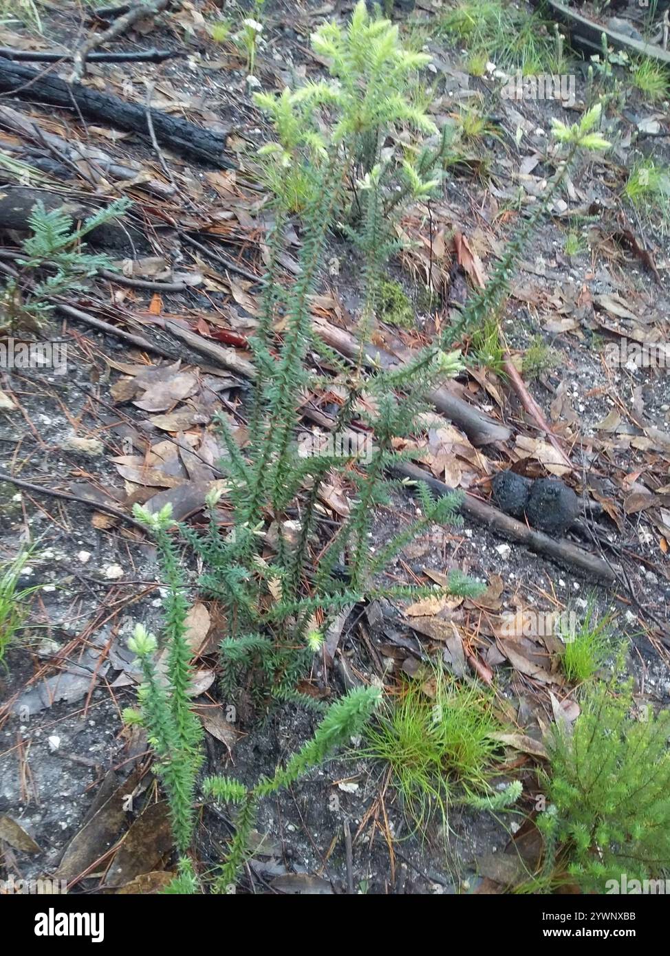 Mount Lofty Ground-berry (Acrotriche fasciculiflora Stock Photo - Alamy