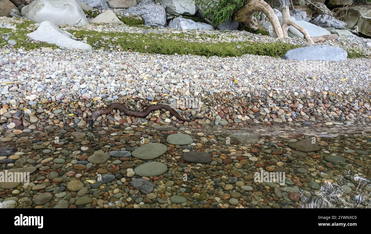 Common Watersnake (Nerodia sipedon Stock Photo - Alamy