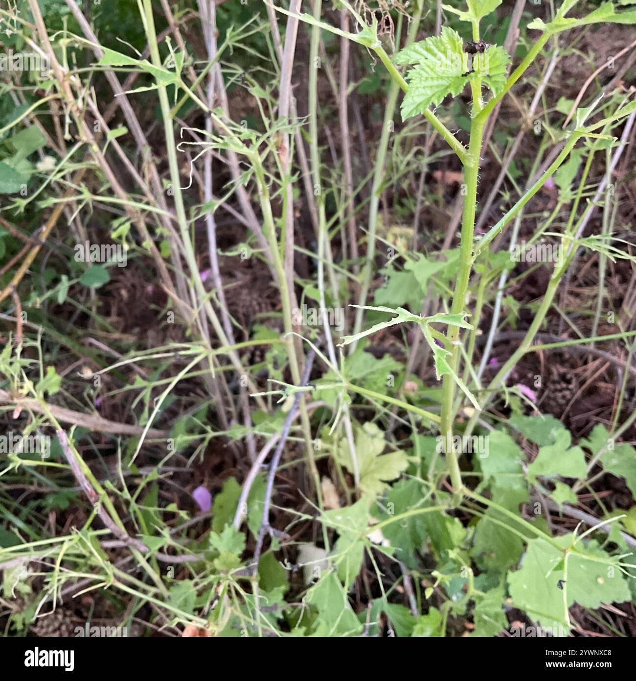 Imported currantworm hi-res stock photography and images - Alamy