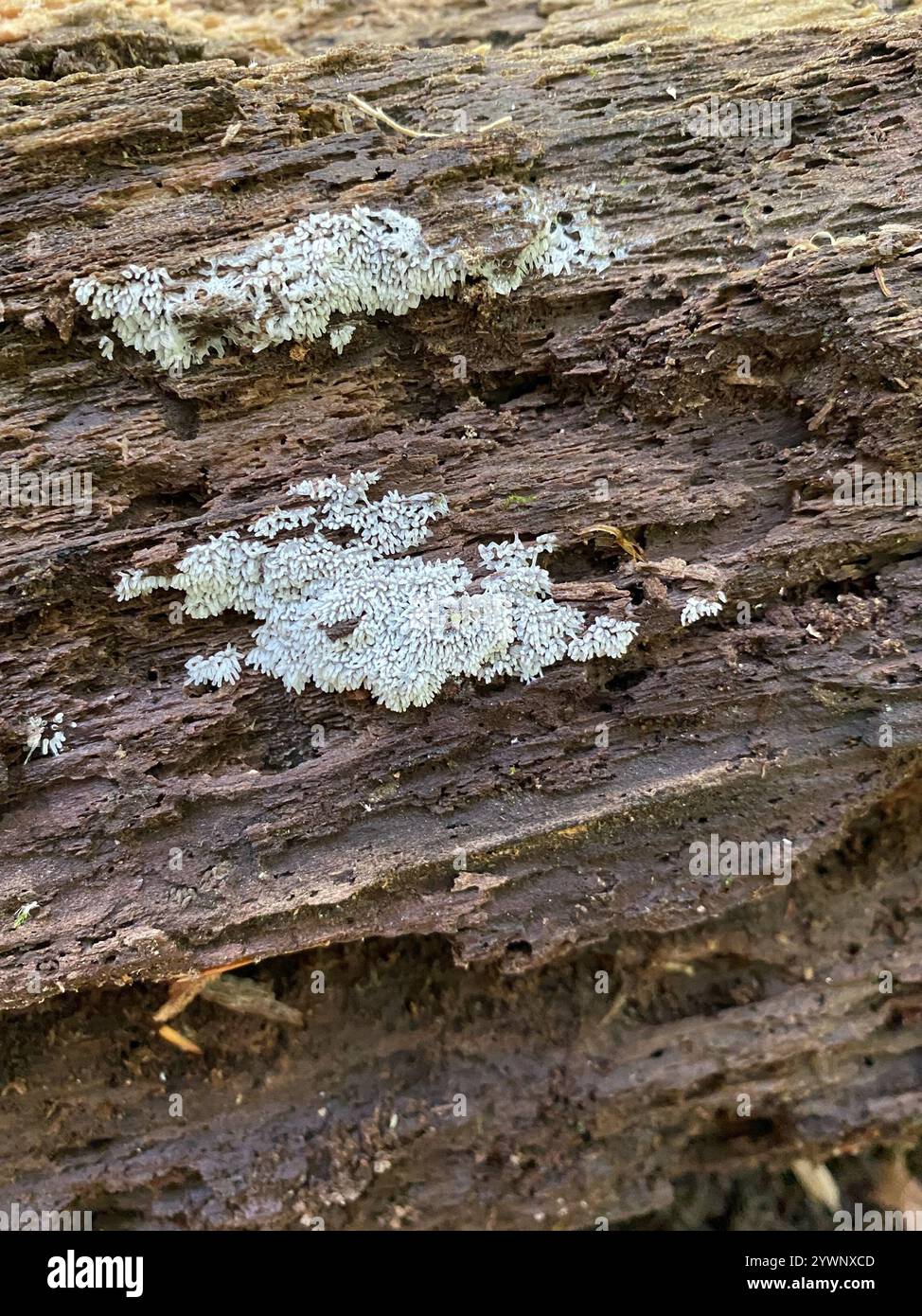 Common Coral Slime (Ceratiomyxa fruticulosa Stock Photo - Alamy