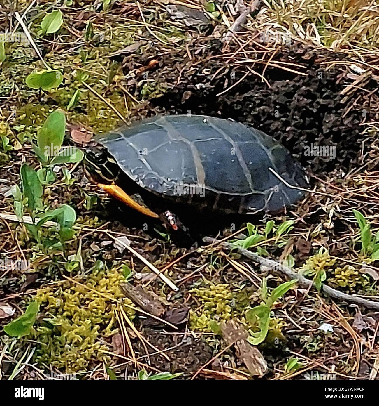 Painted Turtle (Chrysemys picta Stock Photo - Alamy
