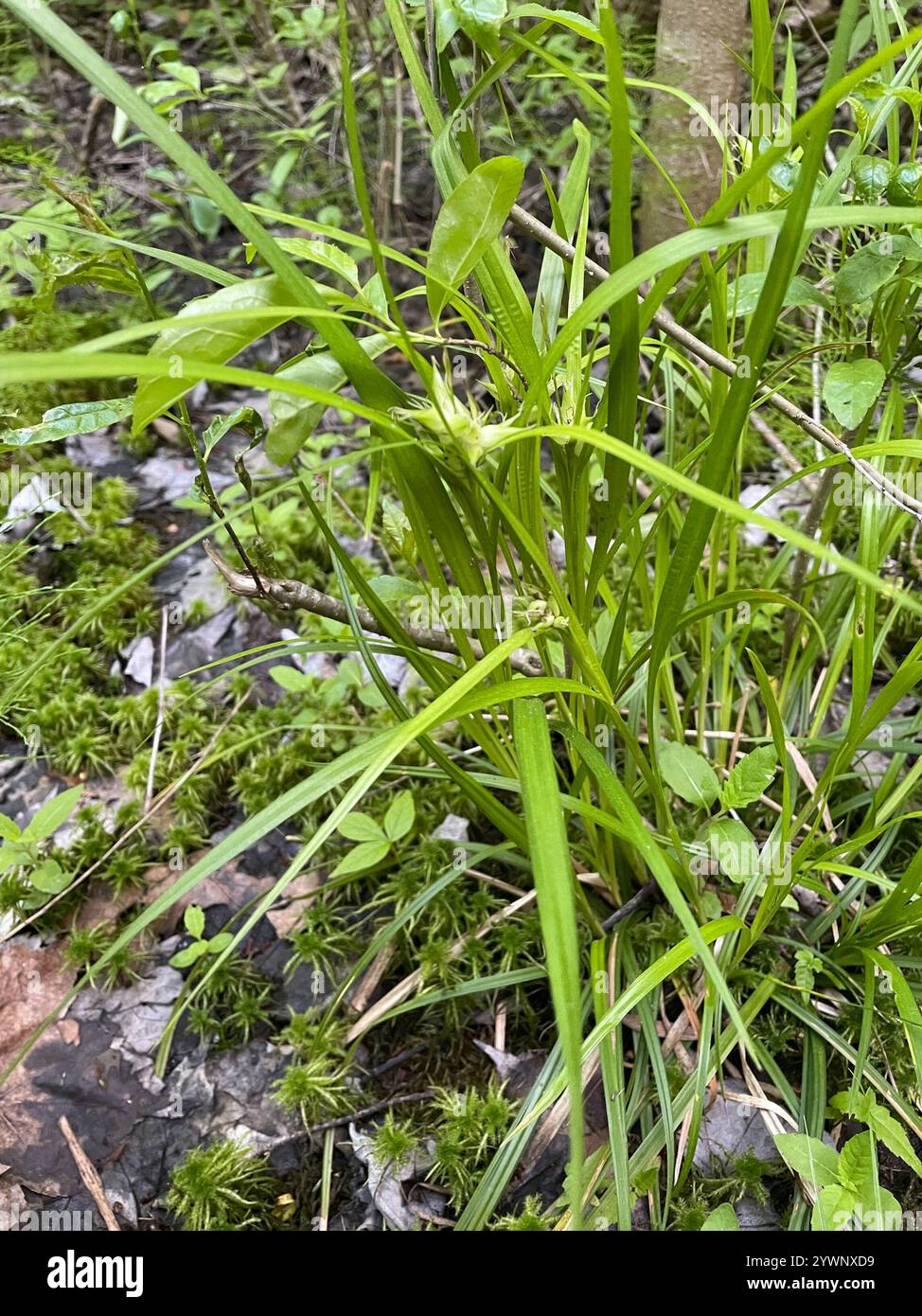 bladder sedge (Carex intumescens Stock Photo - Alamy