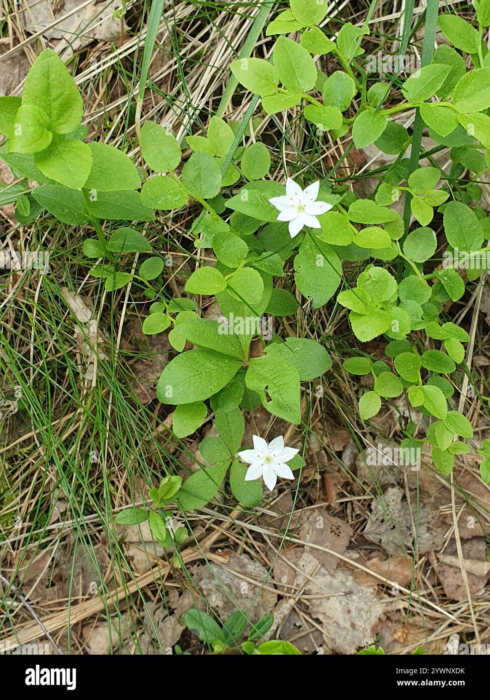 Arctic Starflower (Lysimachia europaea Stock Photo - Alamy