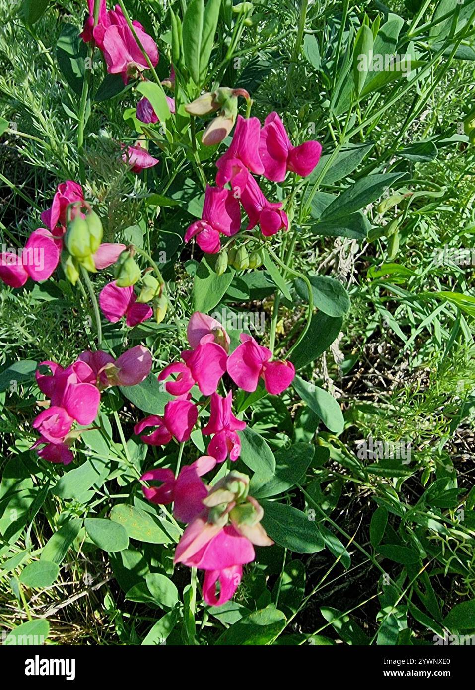 tuberous pea (Lathyrus tuberosus Stock Photo - Alamy