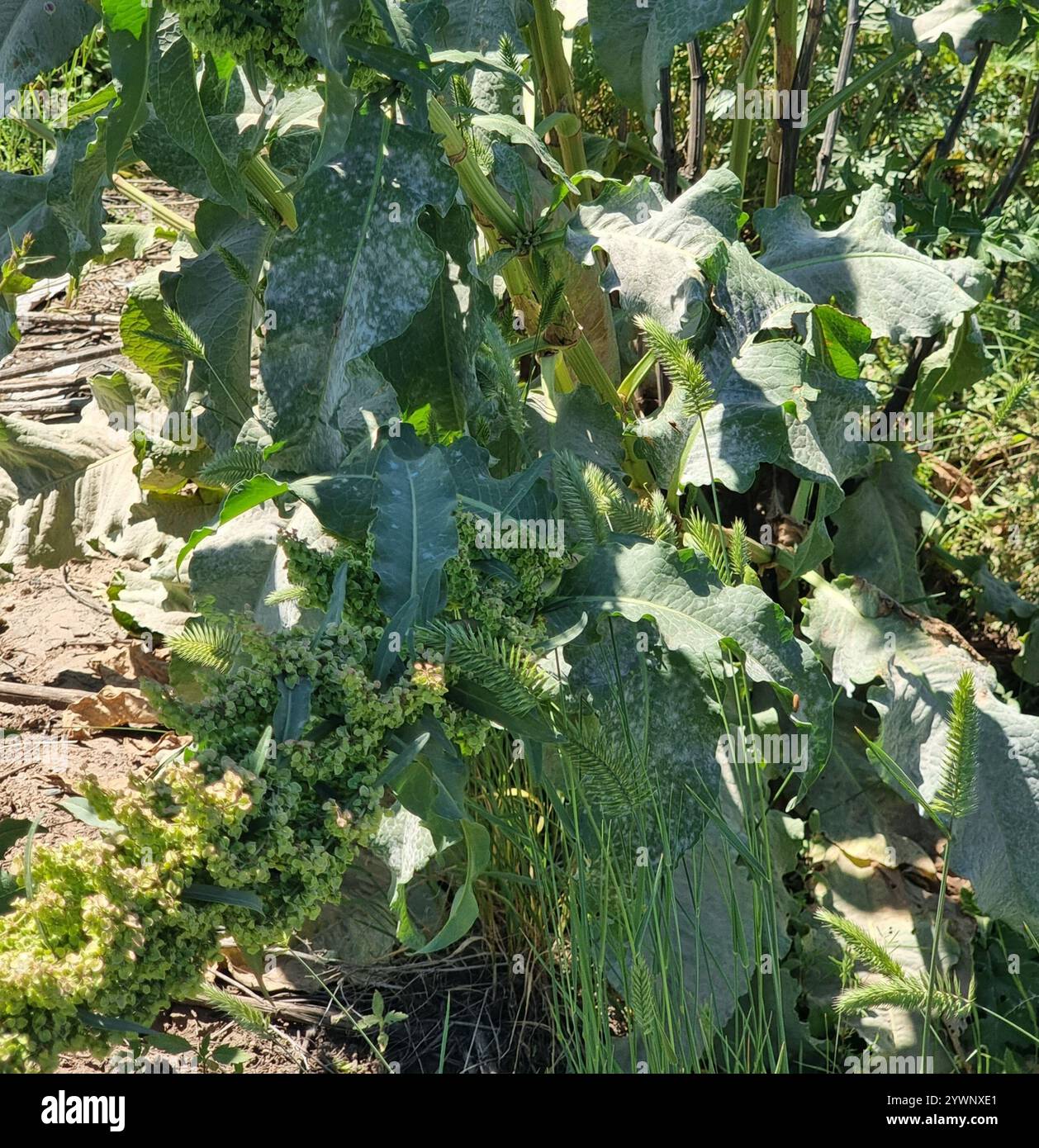 (Rumex patientia orientalis Stock Photo - Alamy