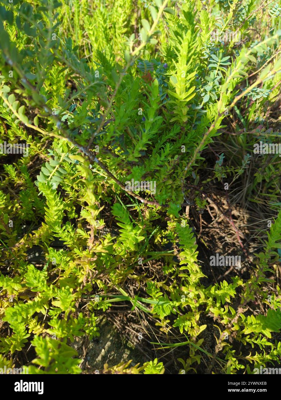 Coastal Beach Sandmat (Euphorbia mesembryanthemifolia Stock Photo - Alamy