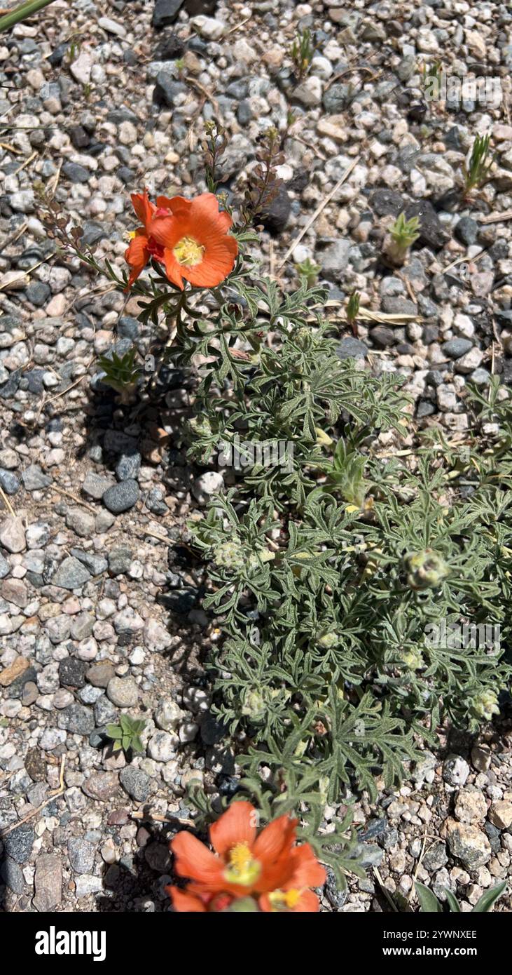 Scarlet Globemallow (Sphaeralcea coccinea Stock Photo - Alamy