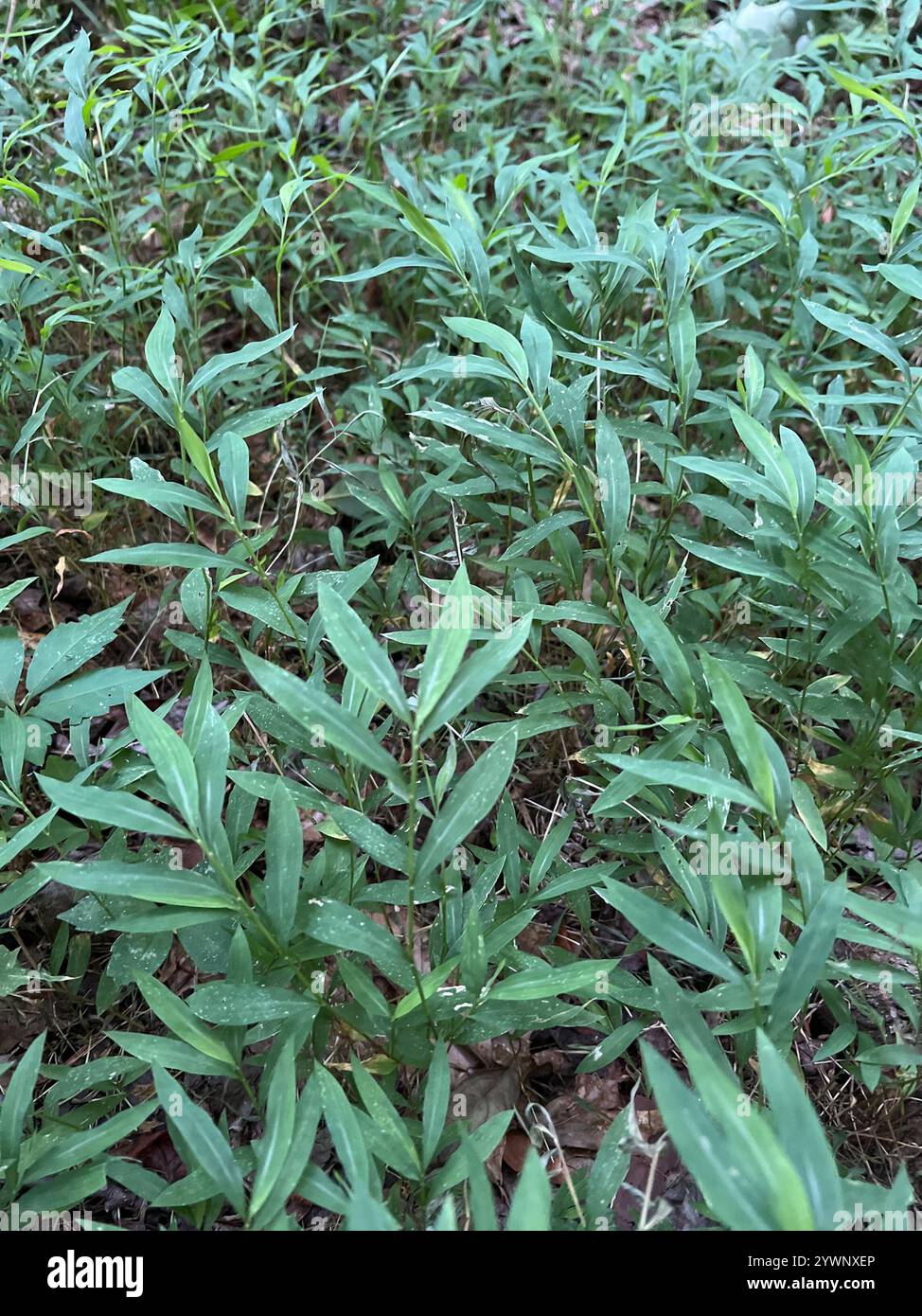 Japanese stiltgrass (Microstegium vimineum Stock Photo - Alamy