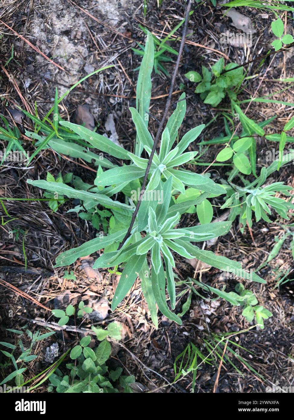 Appalachian blazing star (Liatris squarrulosa Stock Photo - Alamy