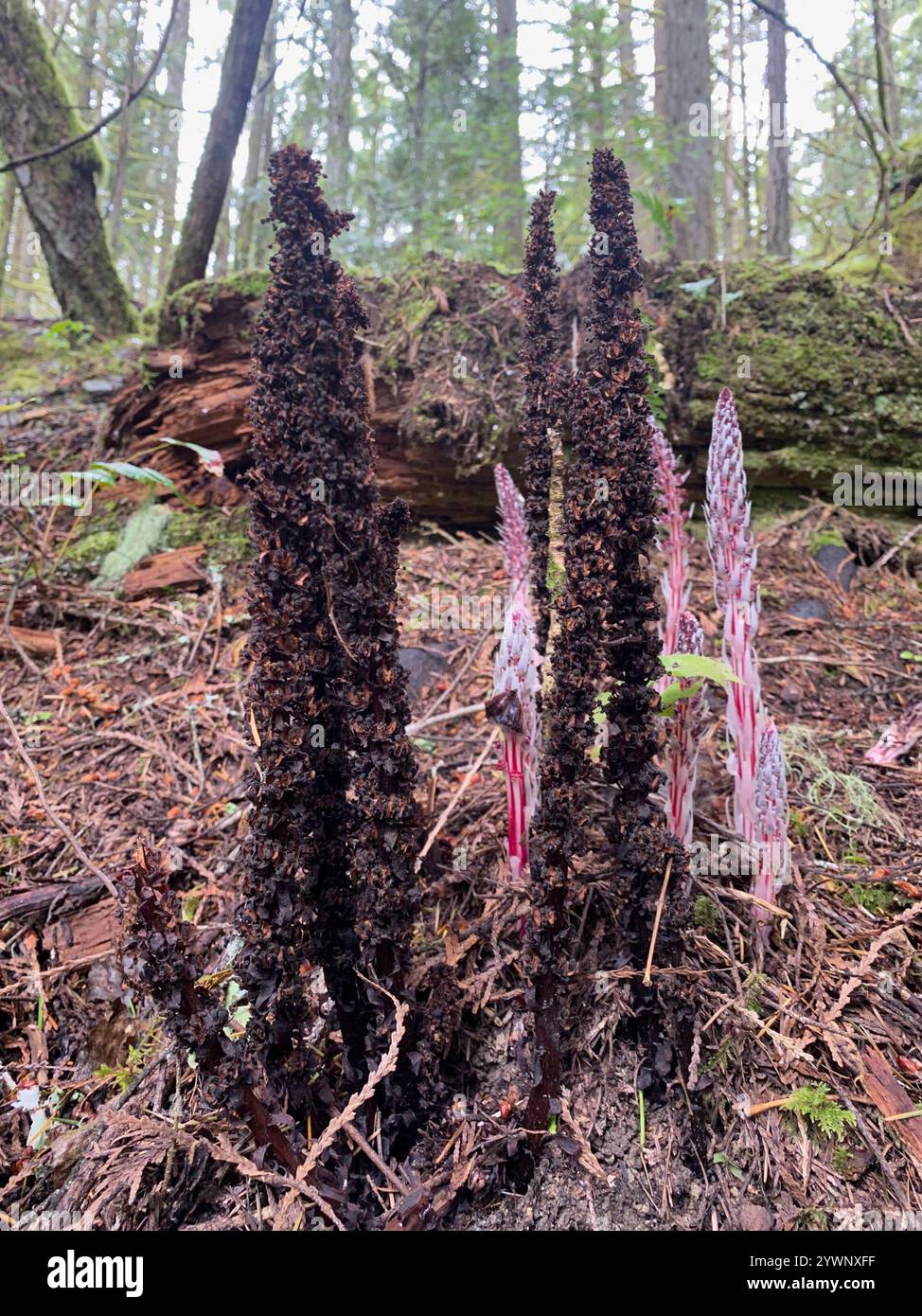 sugarstick (Allotropa virgata Stock Photo - Alamy