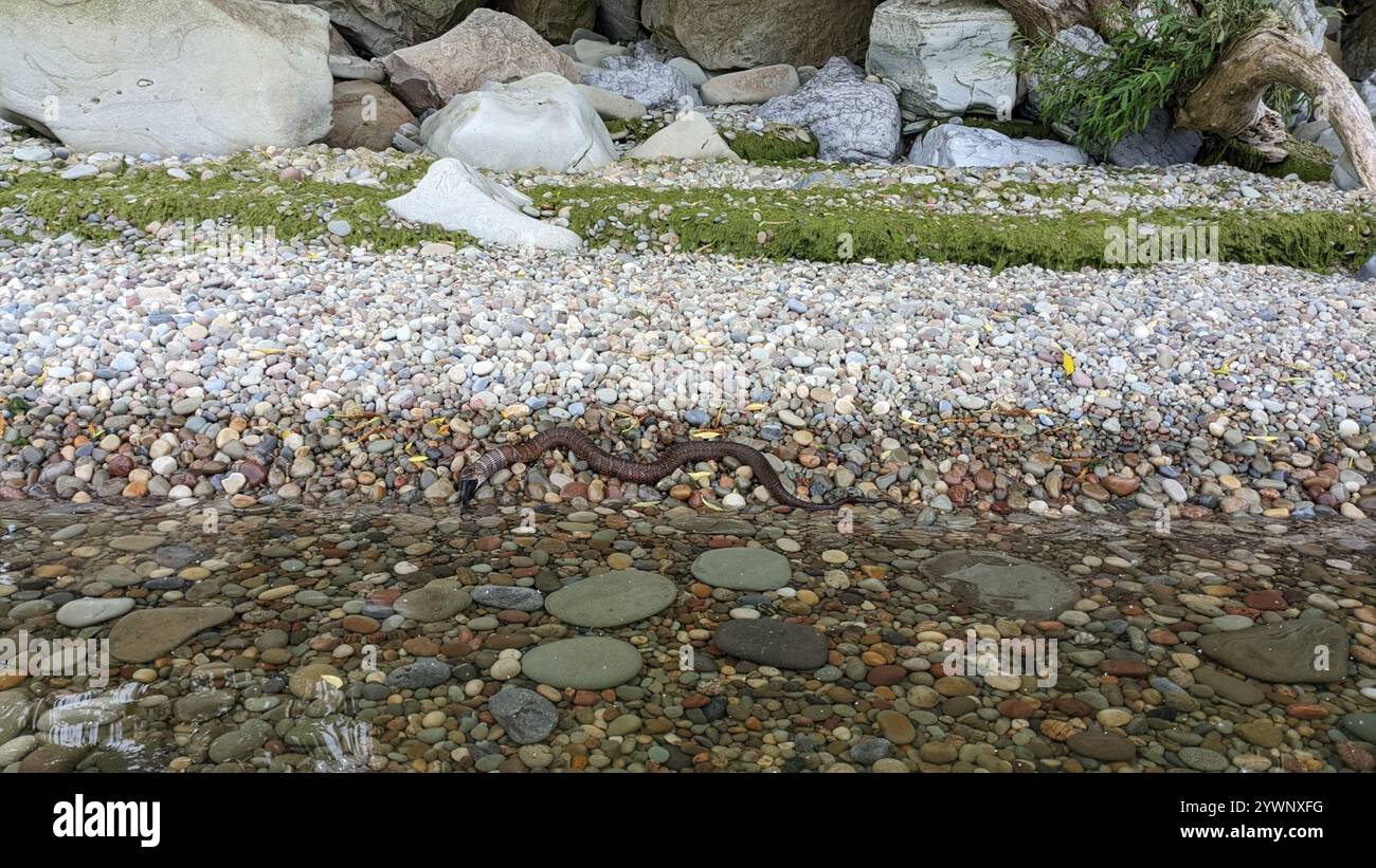 Common Watersnake (Nerodia sipedon Stock Photo - Alamy