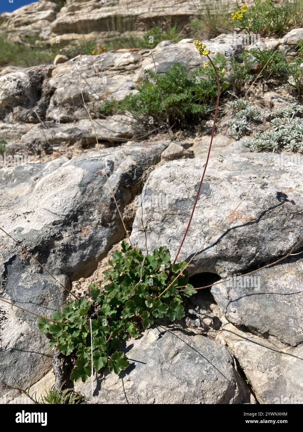 littleleaf alumroot (Heuchera parvifolia Stock Photo - Alamy