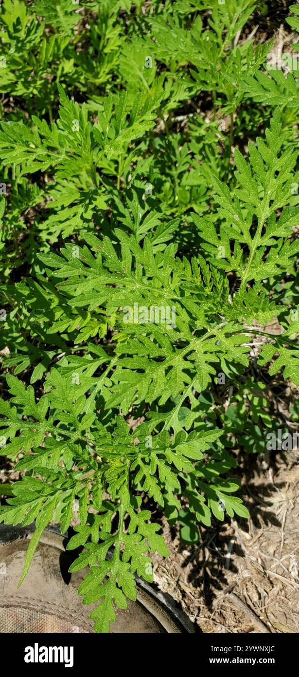 common ragweed (Ambrosia artemisiifolia Stock Photo - Alamy