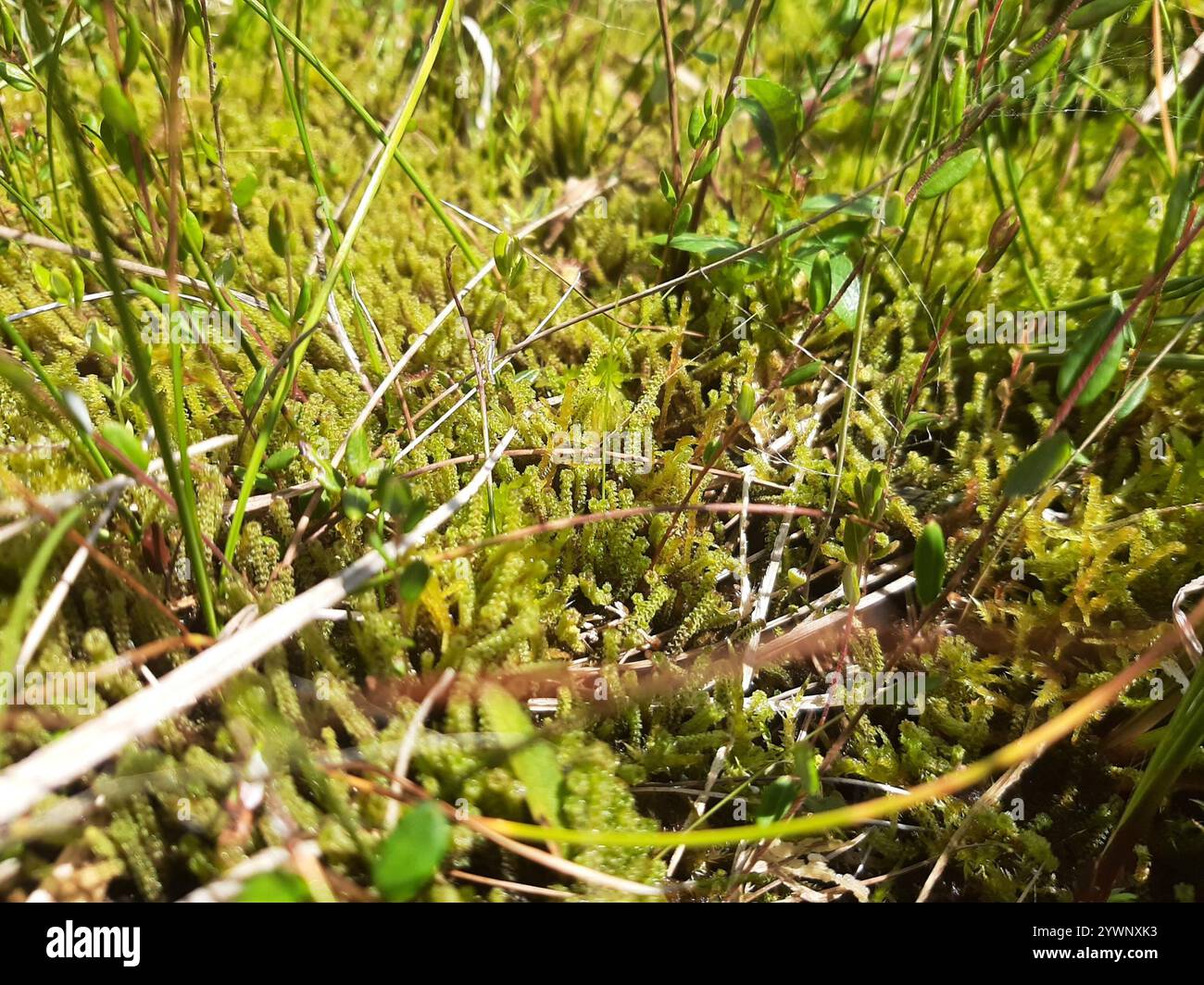 Tufted Fen-moss (Paludella squarrosa Stock Photo - Alamy