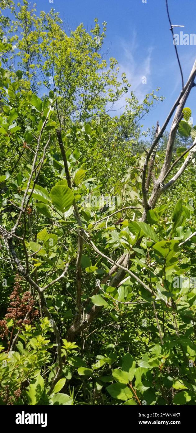 Yellow Warbler (Setophaga petechia Stock Photo - Alamy