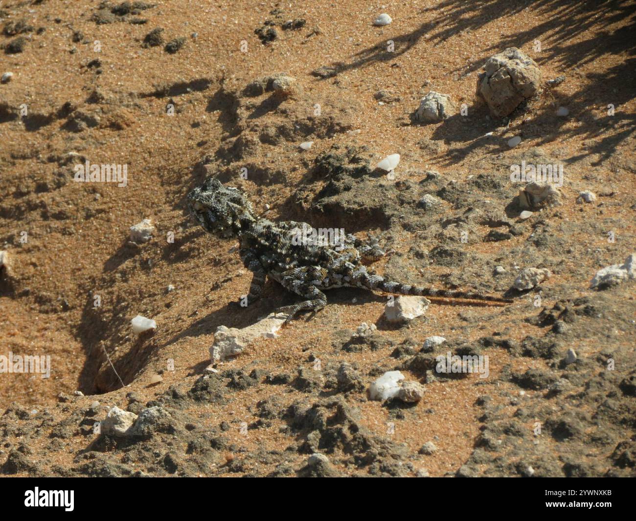 Common Spiny Agama (Agama hispida Stock Photo - Alamy