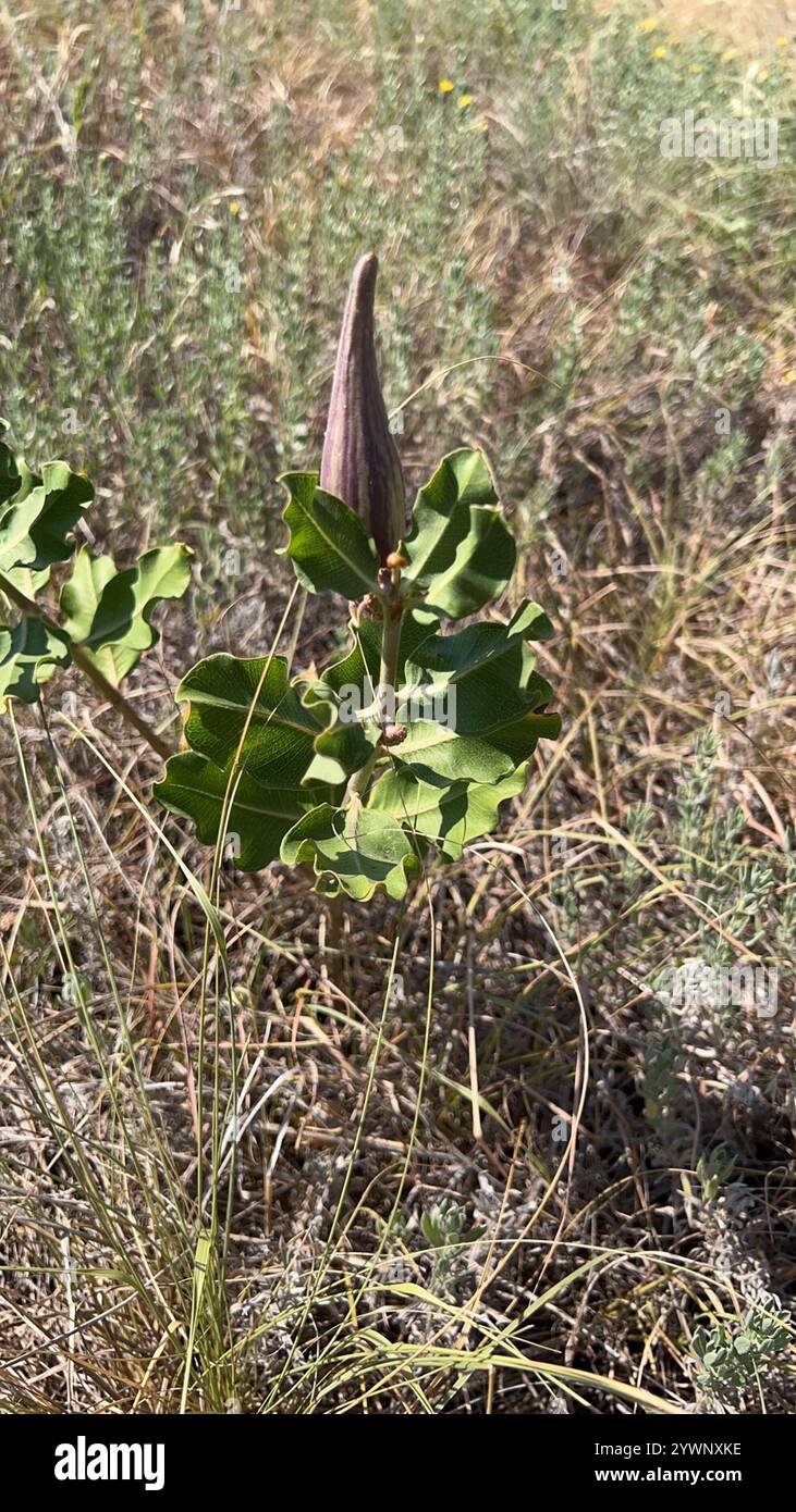 green comet milkweed (Asclepias viridiflora Stock Photo - Alamy