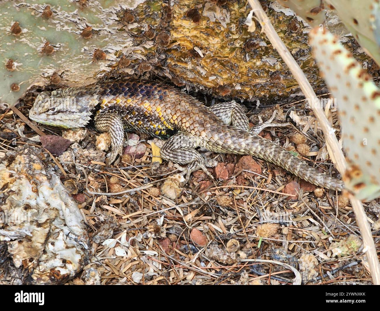 Desert Spiny Lizard (Sceloporus magister Stock Photo - Alamy