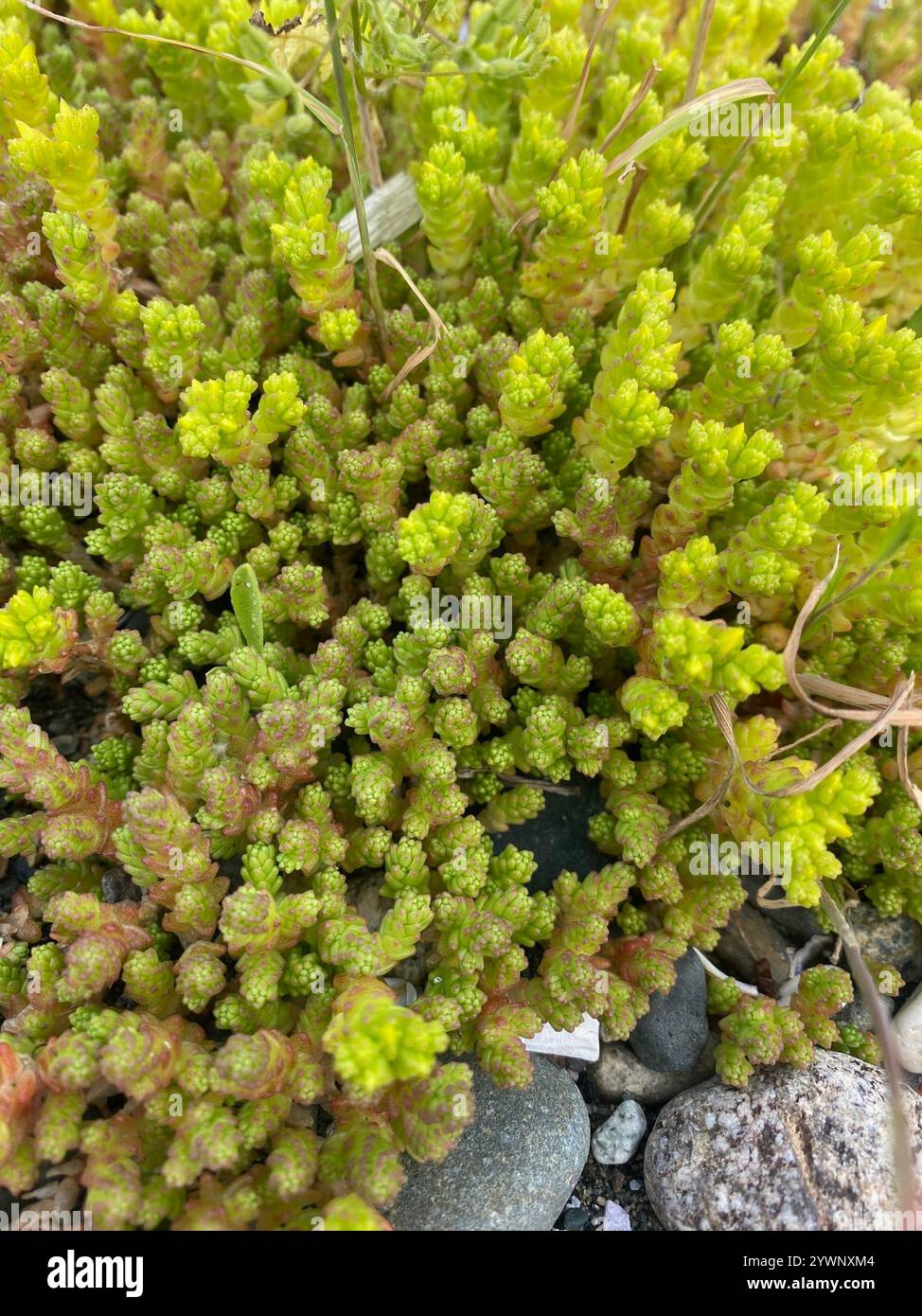 Biting Stonecrop (Sedum acre Stock Photo - Alamy