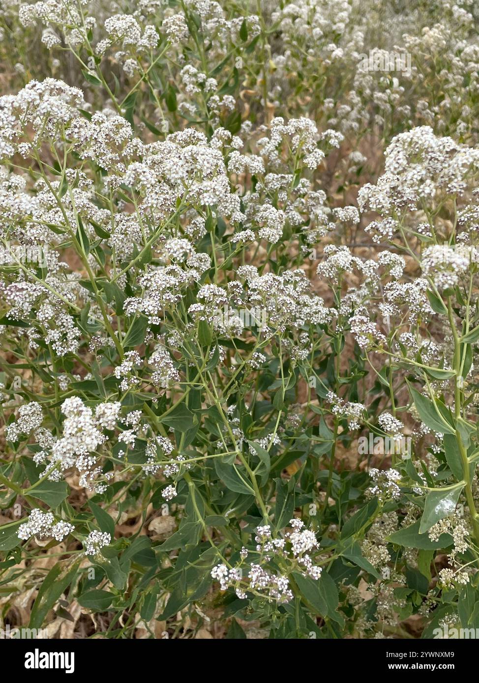broadleaved pepperweed (Lepidium latifolium Stock Photo - Alamy