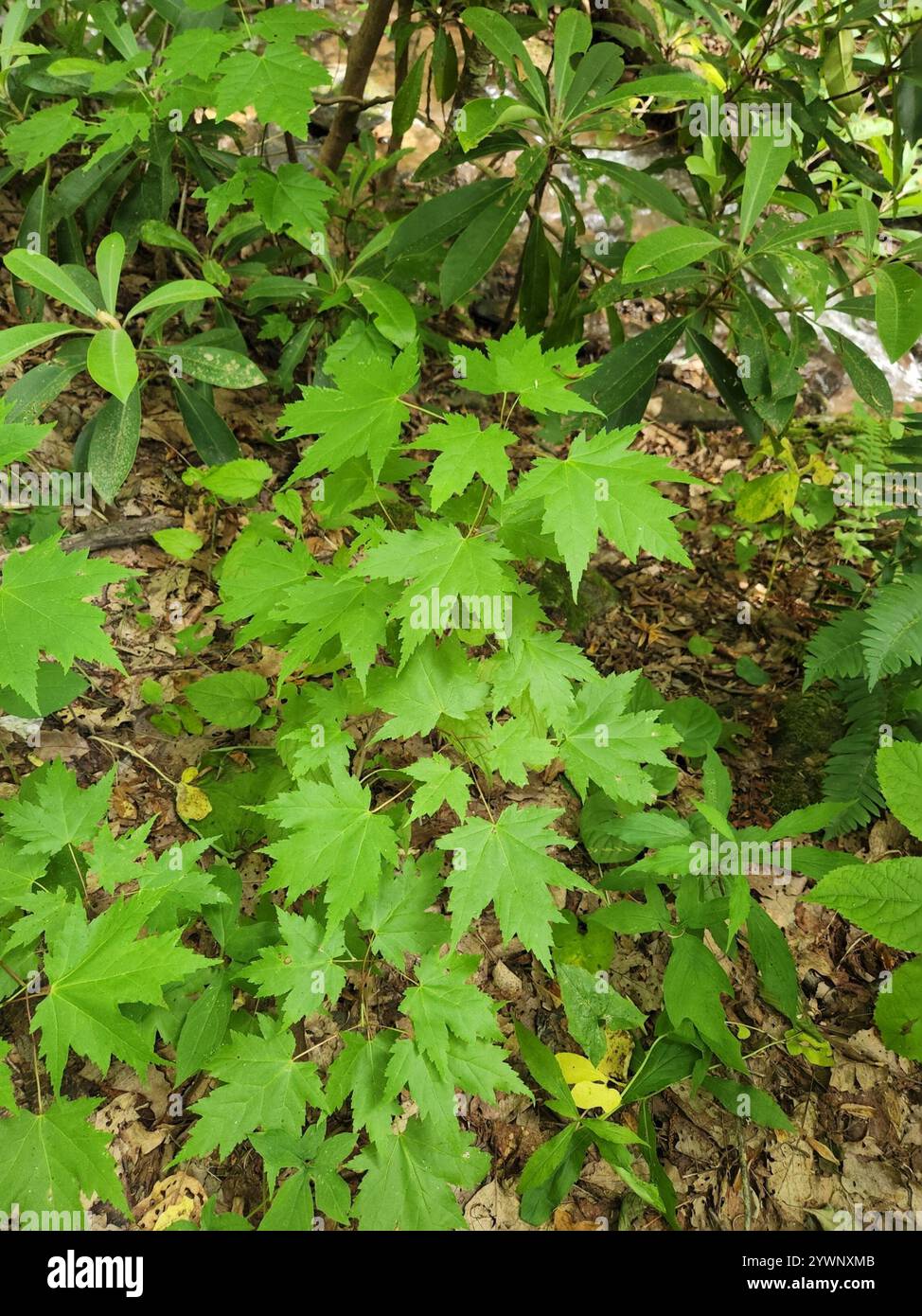 red maple (Acer rubrum Stock Photo - Alamy