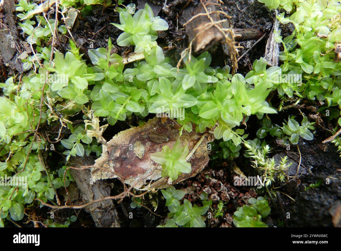 Thyme and Allied Mosses (Plagiomnium Stock Photo - Alamy