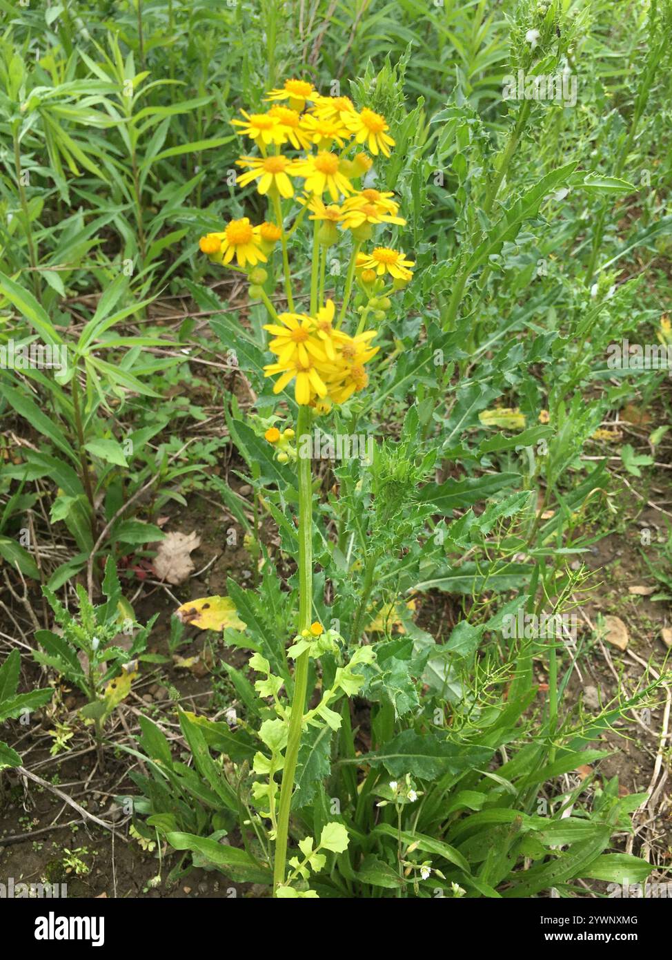 Butterweed (Packera glabella Stock Photo - Alamy