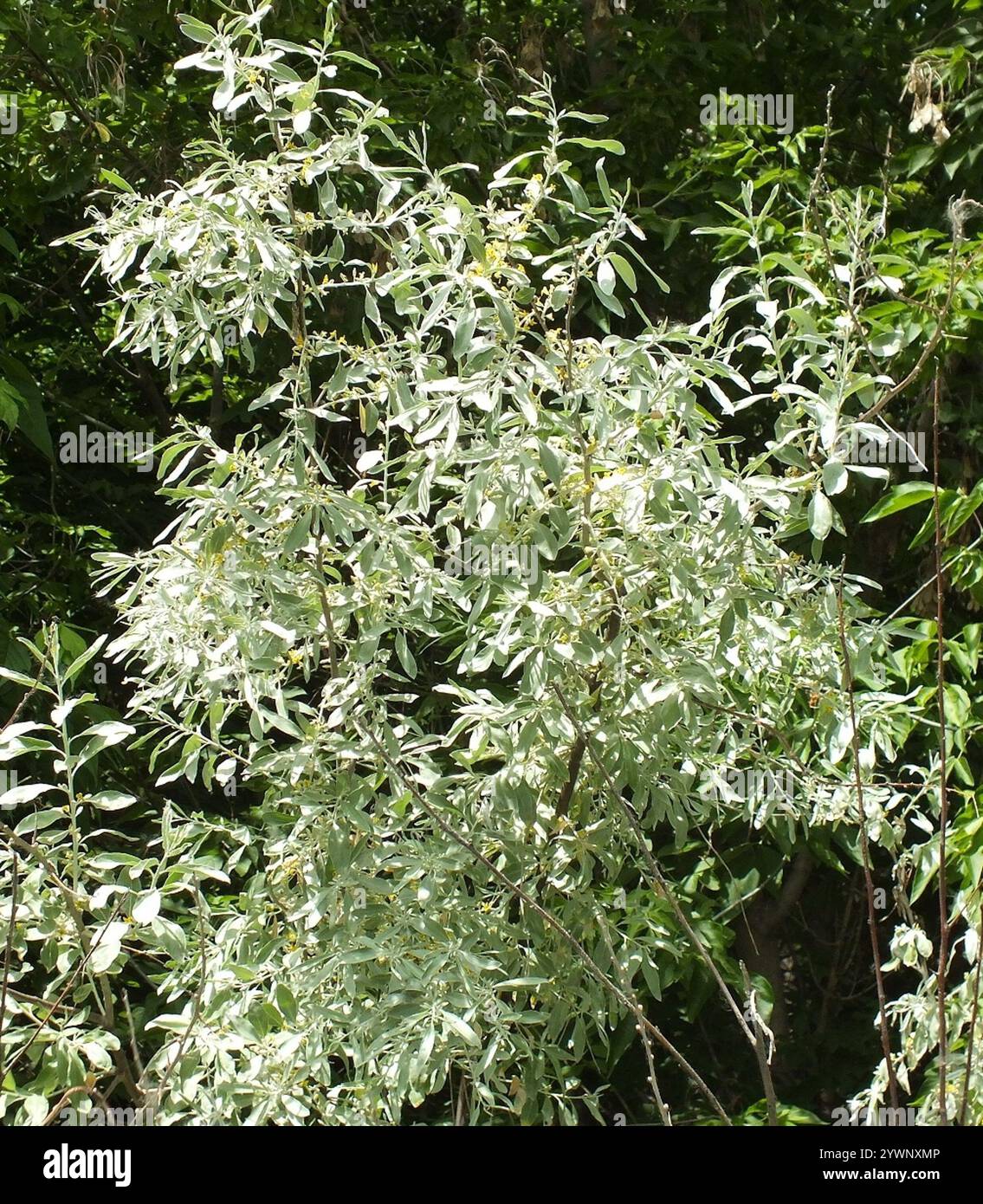 Russian olive (Elaeagnus angustifolia Stock Photo - Alamy