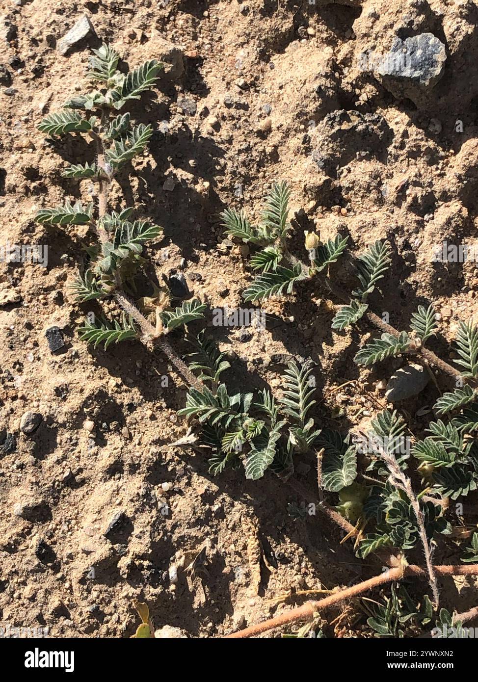puncture vine (Tribulus terrestris Stock Photo - Alamy