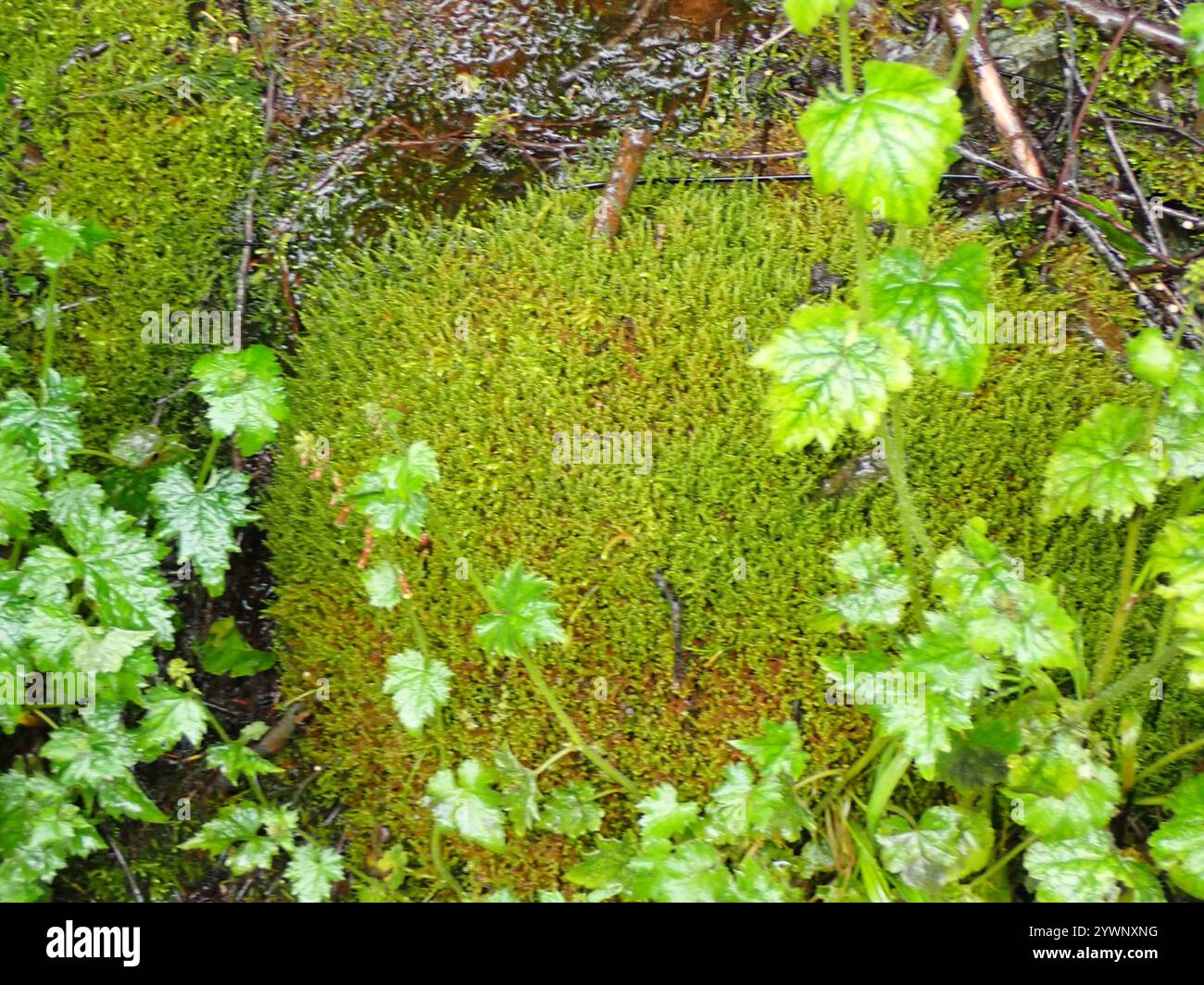 fern-leaved hook-moss (Cratoneuron filicinum Stock Photo - Alamy