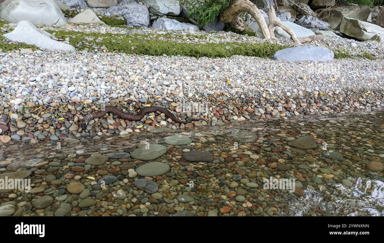Common Watersnake (Nerodia sipedon Stock Photo - Alamy