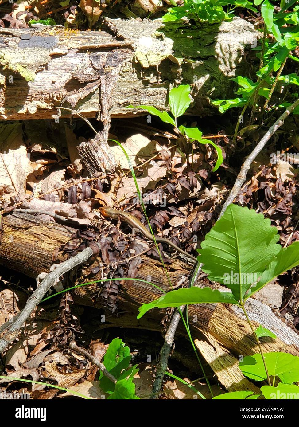 Common Five-lined Skink (Plestiodon fasciatus Stock Photo - Alamy