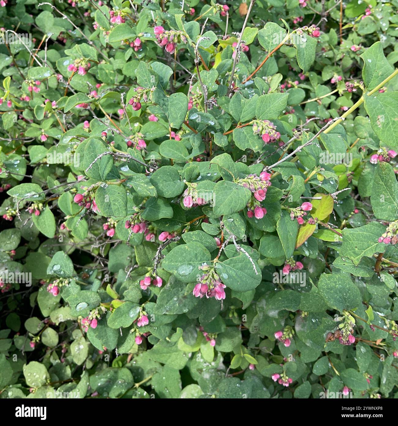 Common Snowberry (Symphoricarpos albus Stock Photo - Alamy