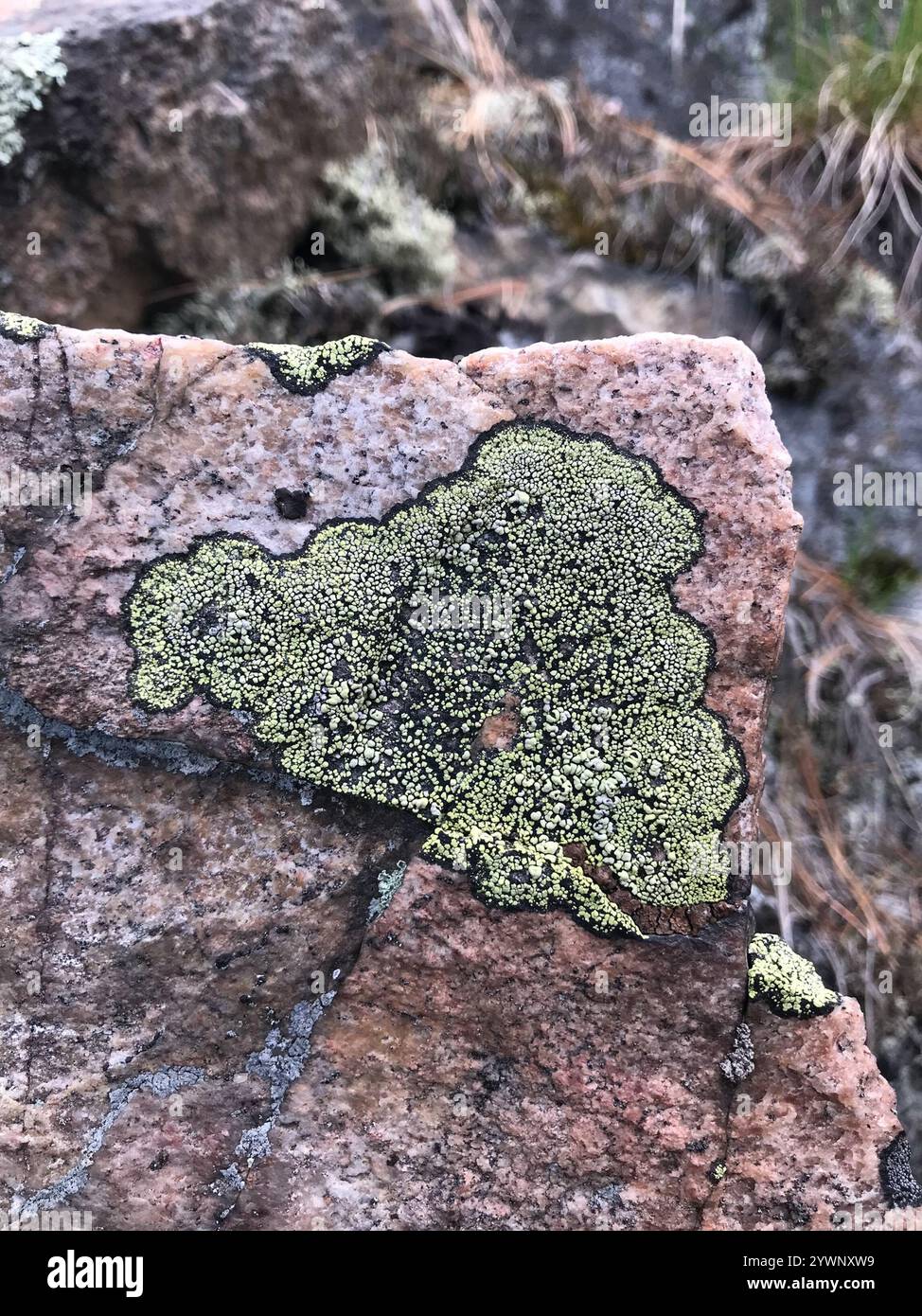 yellow map lichen (Rhizocarpon geographicum Stock Photo - Alamy