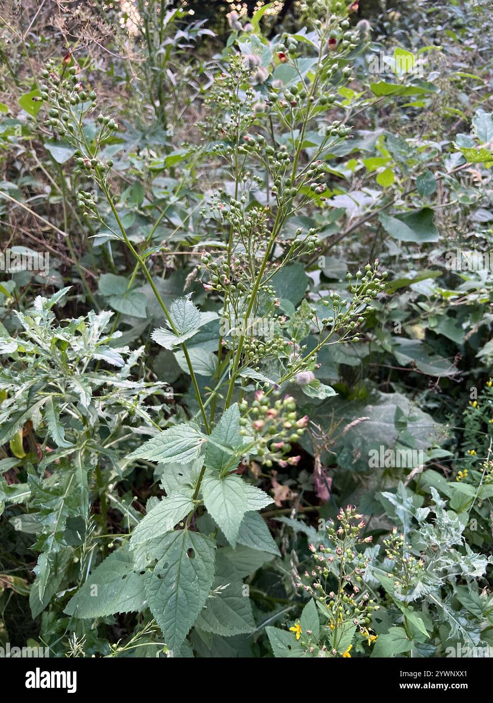 Common Figwort (Scrophularia nodosa Stock Photo - Alamy