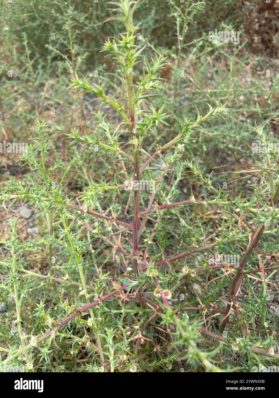 Russian Thistles (Salsola Stock Photo - Alamy