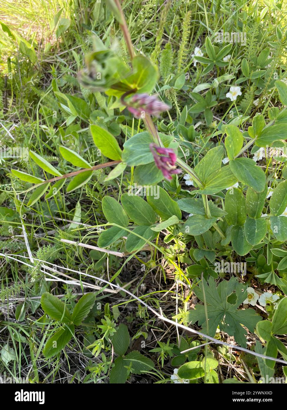 Pisiform grass-pea (Lathyrus pisiformis Stock Photo - Alamy