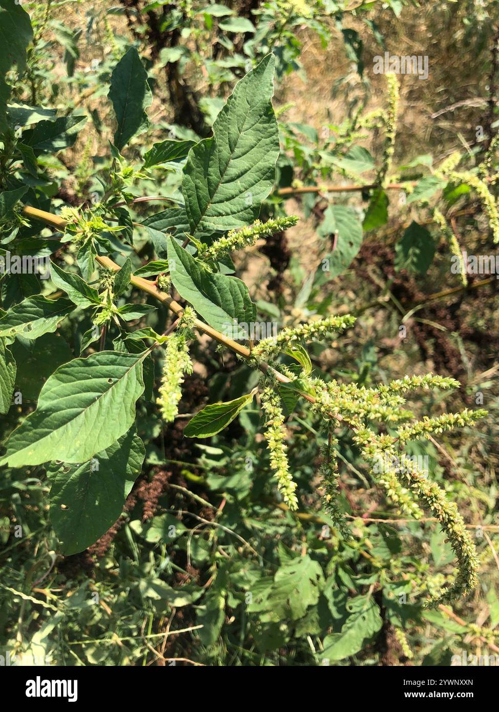 spiny amaranth (Amaranthus spinosus Stock Photo - Alamy