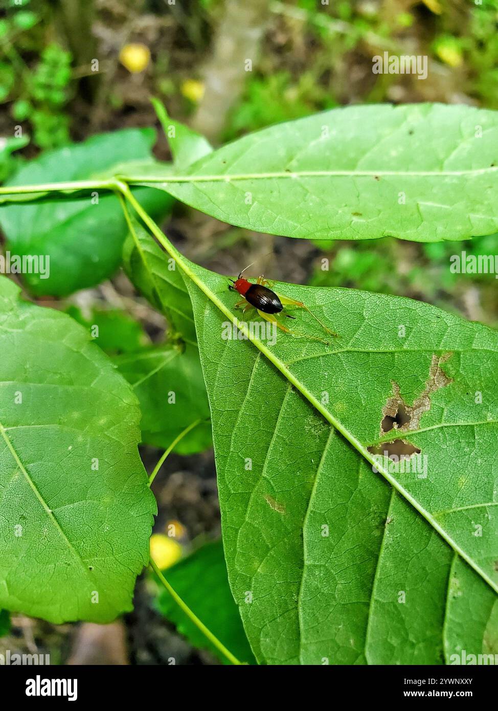 Red-headed Bush Cricket (Phyllopalpus pulchellus Stock Photo - Alamy