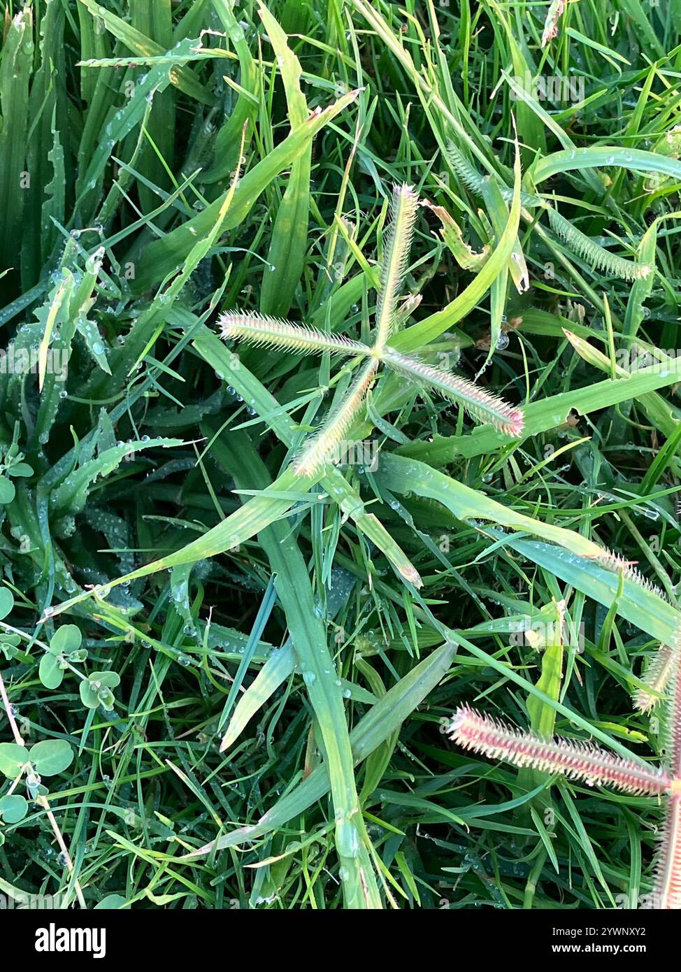crowsfoot grasses (Dactyloctenium Stock Photo - Alamy