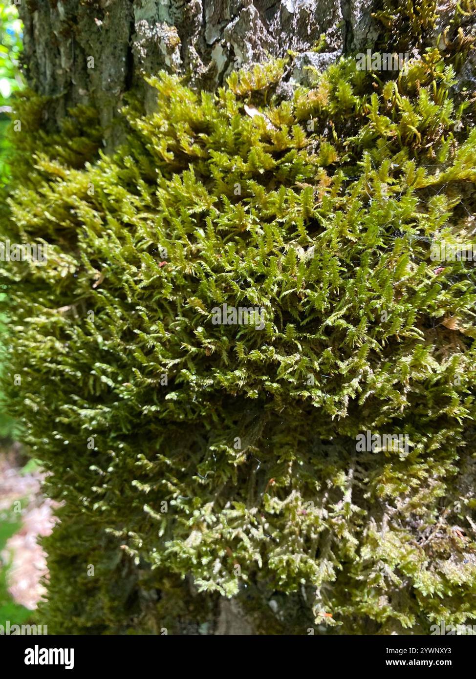 shingle moss (Neckera pennata Stock Photo - Alamy