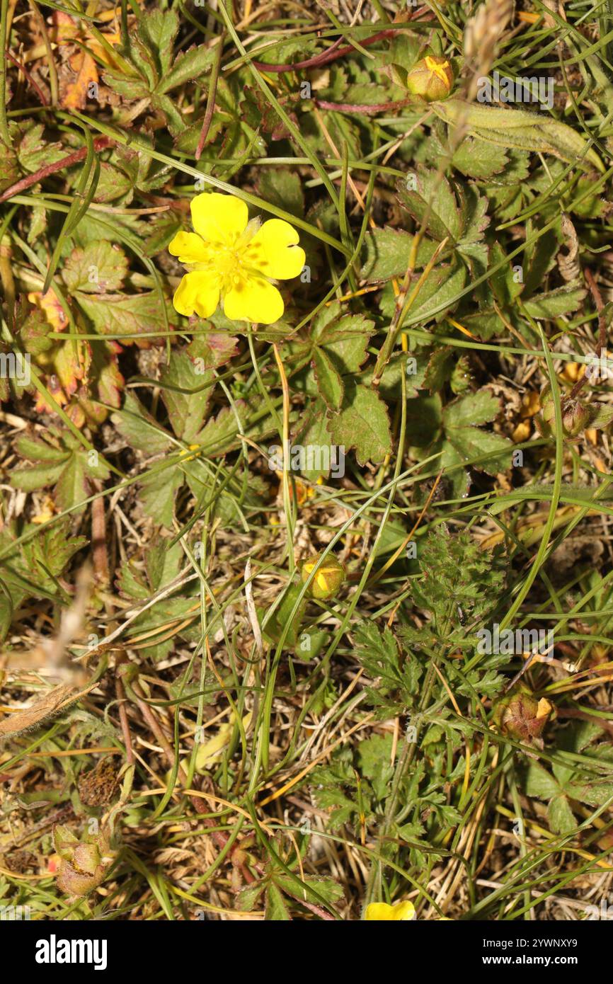 Creeping cinquefoil (Potentilla reptans Stock Photo - Alamy