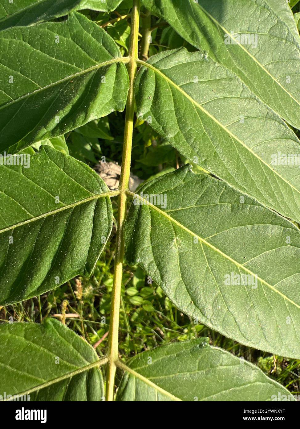 tree-of-heaven (Ailanthus altissima Stock Photo - Alamy