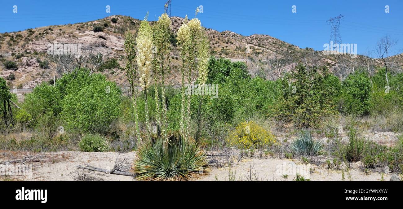 chaparral yucca (Hesperoyucca whipplei Stock Photo - Alamy