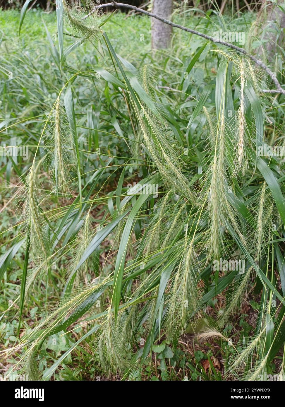bristlegrasses, rosette grasses, barnyard grasses, and allies (Paniceae ...