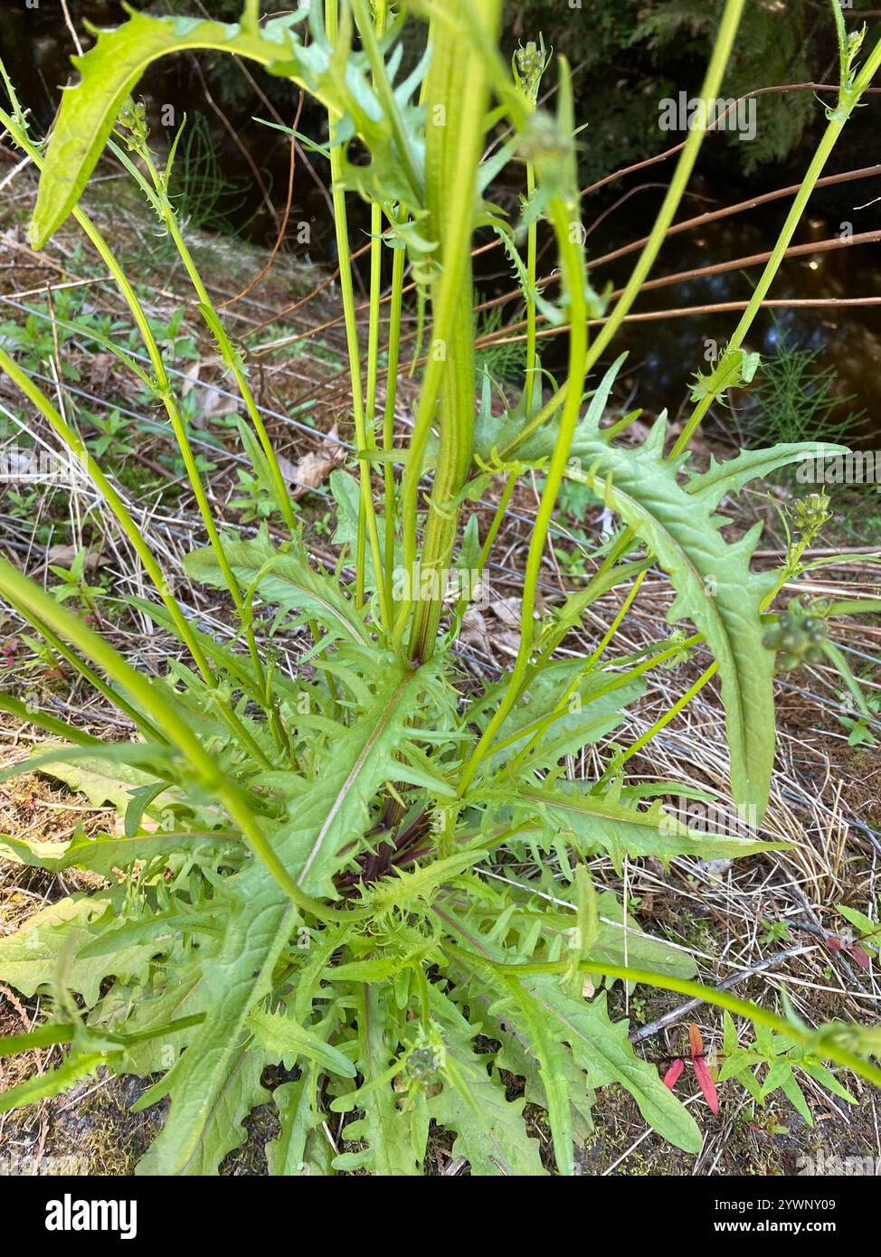Smooth hawksbeard (Crepis capillaris Stock Photo - Alamy