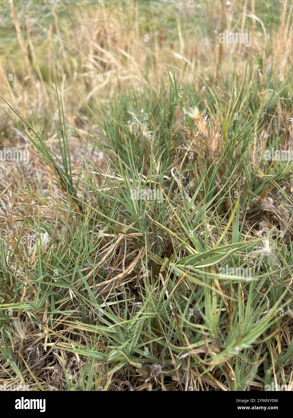 Saltgrass (Distichlis spicata Stock Photo - Alamy