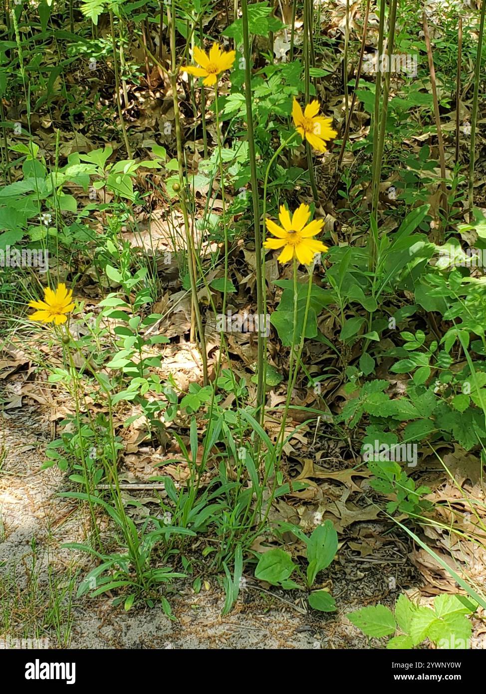 Lance-leaved Coreopsis (Coreopsis lanceolata Stock Photo - Alamy