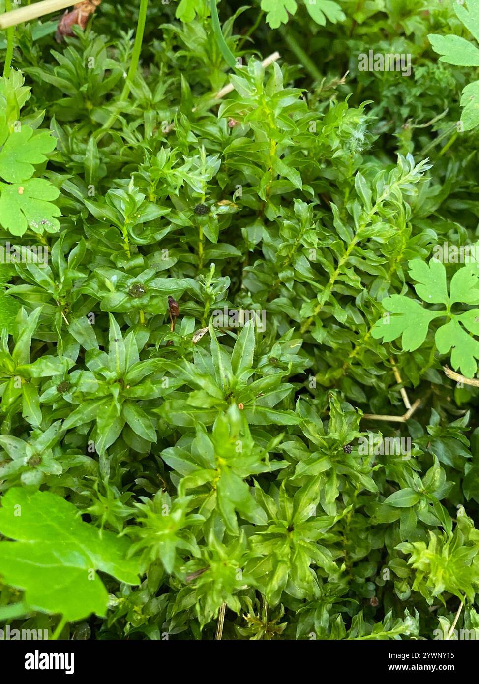 Badge Moss (Plagiomnium insigne Stock Photo - Alamy